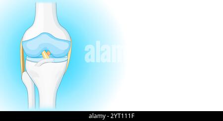 Healthy knee joint anatomy front and side view diagram realistic ...