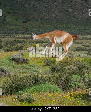 Guanaco from Torres del Paine National Park, Chile. Chilean Patagonia ...
