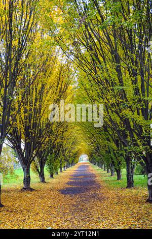 Autumn mood of a lonely park path without people Stock Photo - Alamy