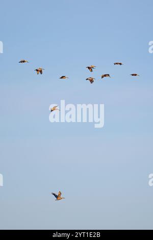 Flock of brown pelicans flying in formation close to the surface of the ...