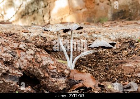 Wild Jamaican Mushrooms Growing from Dead Mango Tree Root Stock Photo ...