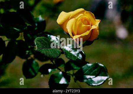 Examples of common meanings of different coloured roses are: true love ...