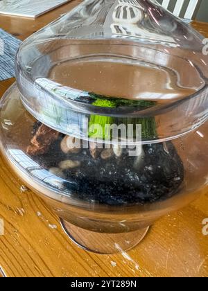 School Science Project Miniature Terrarium Ecosystem Stock Photo - Alamy