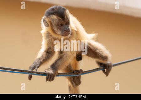 Capuchin monkey climbing along a wire in the Pantanal Brazil Stock ...