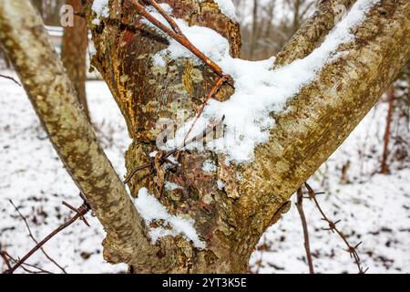 Tree trunk crushed by barbed wire wound around it Stock Photo - Alamy