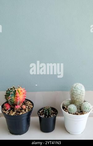 A small beautiful cactus (gymnocalycium) in the garden Stock Photo - Alamy