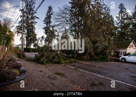 Fallen tree blocking road after windstorm Stock Photo - Alamy