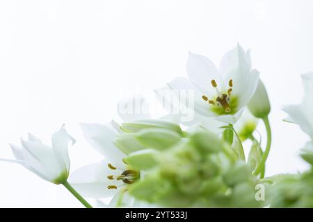 White wall and white giant pyrethrum flowers Stock Photo - Alamy
