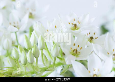 White wall and white giant pyrethrum flowers Stock Photo - Alamy