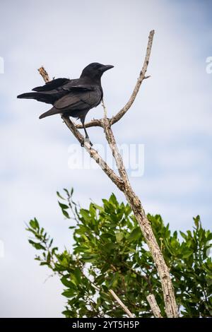 A Crow in a Tree, the Swamps of Everglades National Park, Florida ...