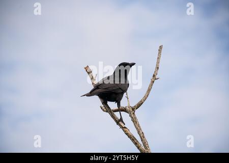 A Crow in a Tree, the Swamps of Everglades National Park, Florida ...