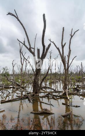 The Dead Mangrove Trees in Everglades National Park, Florida, United ...