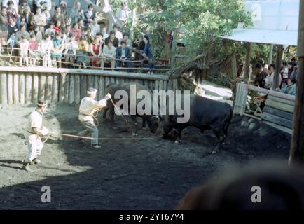 Vintage photo of bullfighting (bull wrestling) in Hachijo-jima Island ...