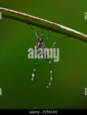 Macro photography of Genus Aedes mosquito, Mahe Seychelles Stock Photo ...