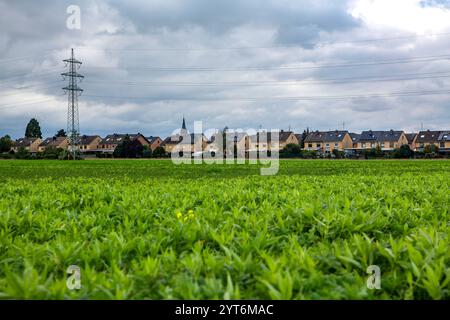 Blick auf Einfamilienhäuser in Erftstadt-Friesheim Rhein-Erft-Kreis NRW ...