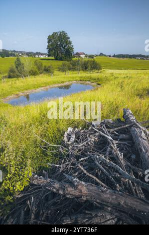 Compensation area with species-rich meadow and alternately moist swale ...