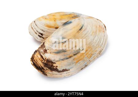 Studio shot of a common bivalve, Common Otter, cut out against a white ...