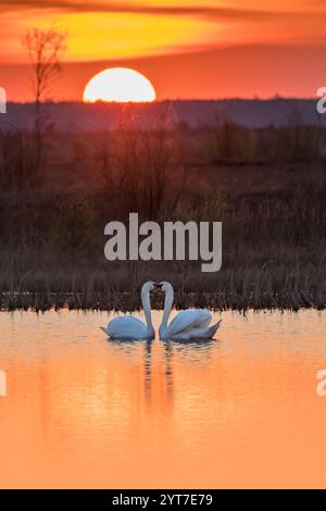 Two Mute Swans at sunset Stock Photo - Alamy