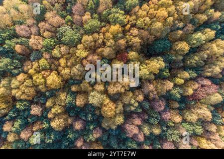 Autumn forest from above Stock Photo - Alamy