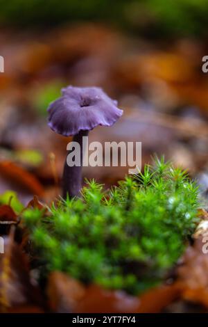 Fall mushroom in the forest Stock Photo - Alamy