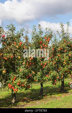 England, Kent, Apple Trees near Canterbury Stock Photo - Alamy