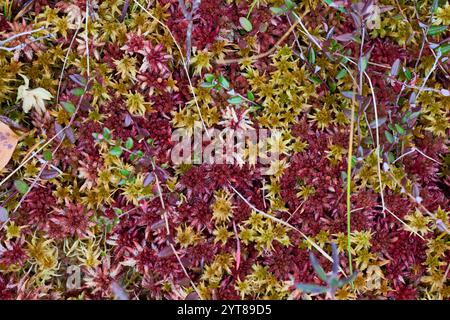 Moss, peat moss, red peatmoss, Finland Stock Photo - Alamy