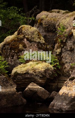 Ferns grow on rock Stock Photo - Alamy