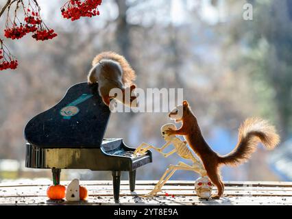 red squirrels with a skeleton and piano Stock Photo - Alamy