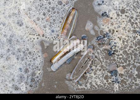 Sword-shaped razor clam (Ensis ensis) on the North Sea coast Stock ...