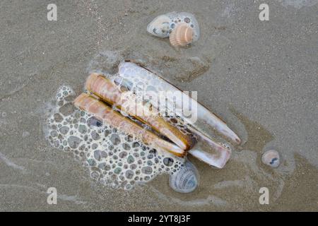 Sword-shaped razor clam (Ensis ensis) on the North Sea coast Stock ...
