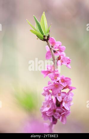 Daphne (Daphne mezereum), family daphne, flowers, flowering branch ...