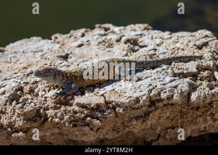 Desert lizard over a salt-crusted rock at Chaxa Lagoon, Atacama Desert ...