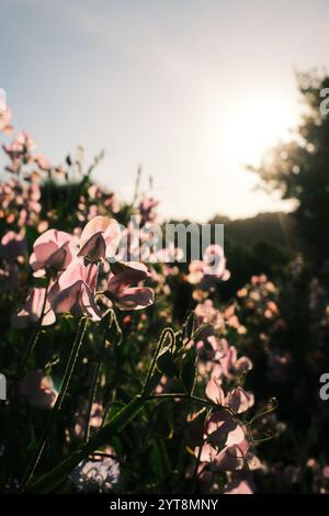 shadows of plants in the wall in sunset Stock Photo - Alamy