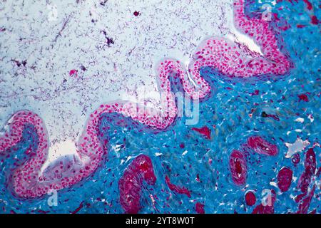 Micrograph showing a urinary bladder detail from a rat Stock Photo - Alamy