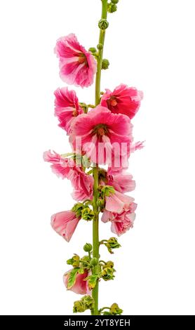 white hollyhocks in closeup, Alcea rosea, flower macro photography ...