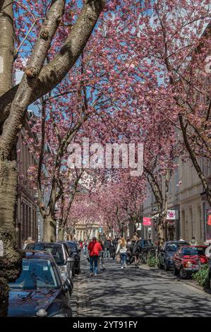 Cherry blossom in the old town of Bonn, Germany Stock Photo - Alamy