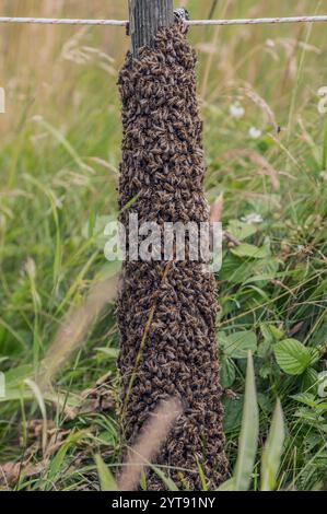 Swarm bees on the wooden post Stock Photo - Alamy