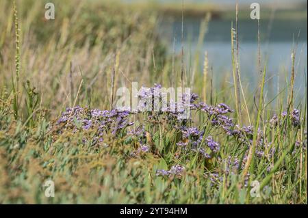 Common beach lilac Stock Photo - Alamy