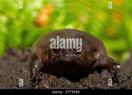 A cute plain rain frog (Breviceps fuscus), also known as a black rain ...