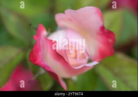 Nostalgia rose in bloom Stock Photo - Alamy