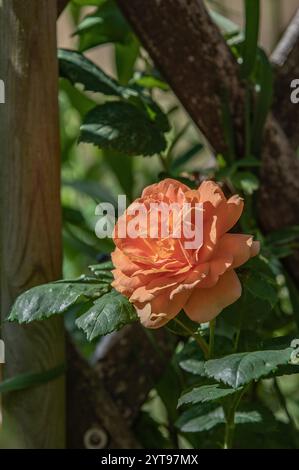Orange Bengal rose blooming in the garden Stock Photo - Alamy