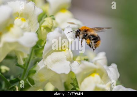 Dark earth bumblebee on the garden snapdragon Stock Photo - Alamy
