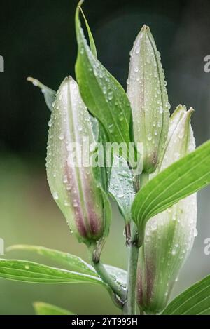 White lily before flowering Stock Photo - Alamy