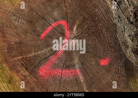 A trunk of a felled tree on the construction site of the municipal ...