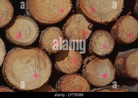 Logs with markings Stock Photo - Alamy
