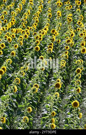 Field of sunflowers. Aerial view of agricultural fields flowering ...