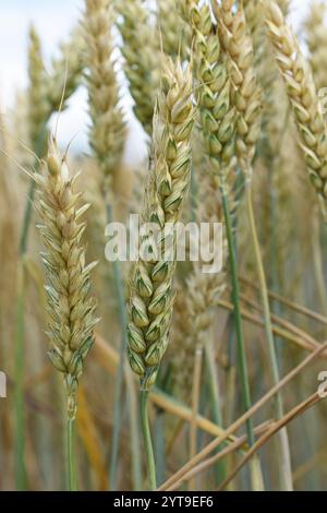 Wheat (Triticum aestivum) crop, ripening ears in flower, Sweden, july ...