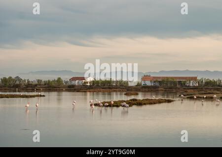 Beautiful landscape with flamingos at Albufera Natural Park in Valencia ...