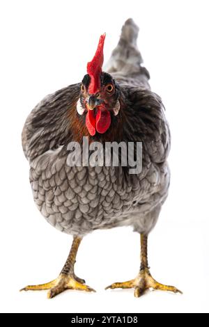 Green layer hen isolated on white background Stock Photo - Alamy