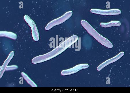 Computer illustration of Mycobacterium tuberculosis, the bacteria ...